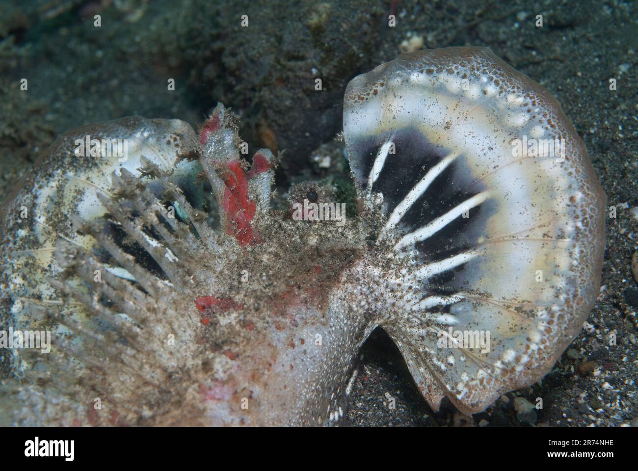 Spiny Devilfish, Inimicus didactylus, displaying pectoral fins, Fuel ...