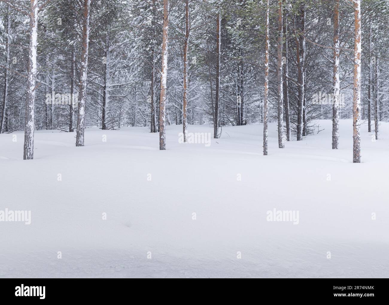 A scenic forest landscape covered in a blanket of freshly fallen snow ...