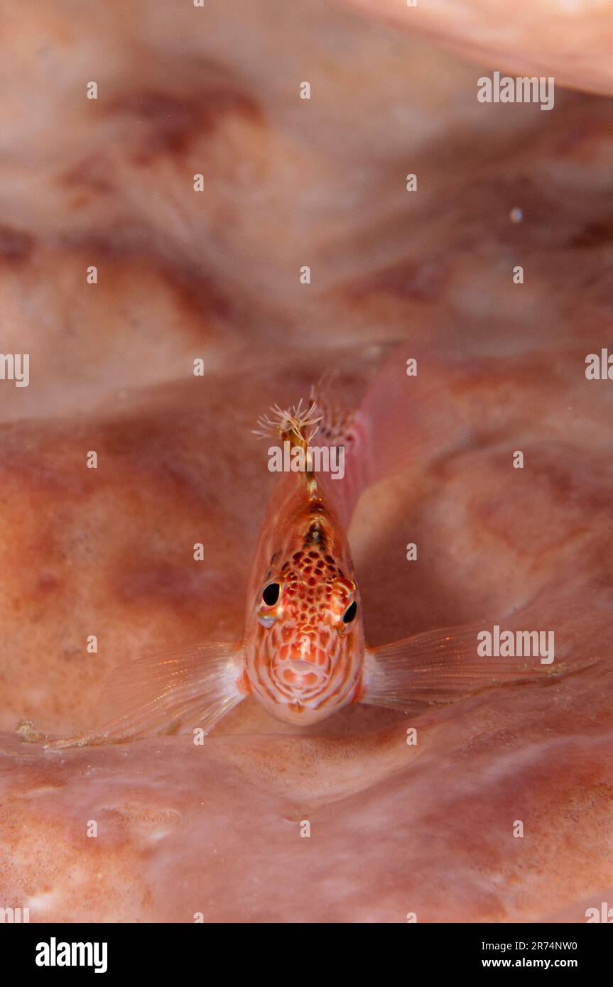 Pixy Hawkfish, Cirrhitichthys oxycephalus, in Barrel Sponge ...