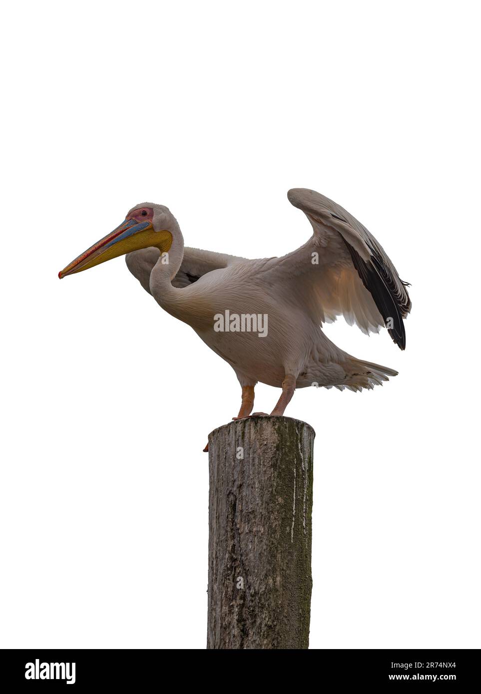 Pelecanus onocrotalus hi-res stock photography and images - Alamy