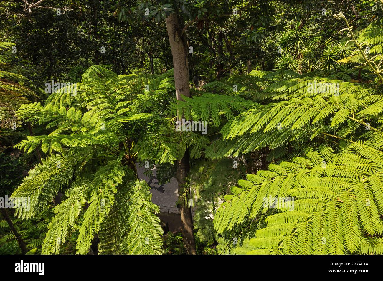 Above the fern trees in the Tropical Garden in Funchal Stock Photo - Alamy