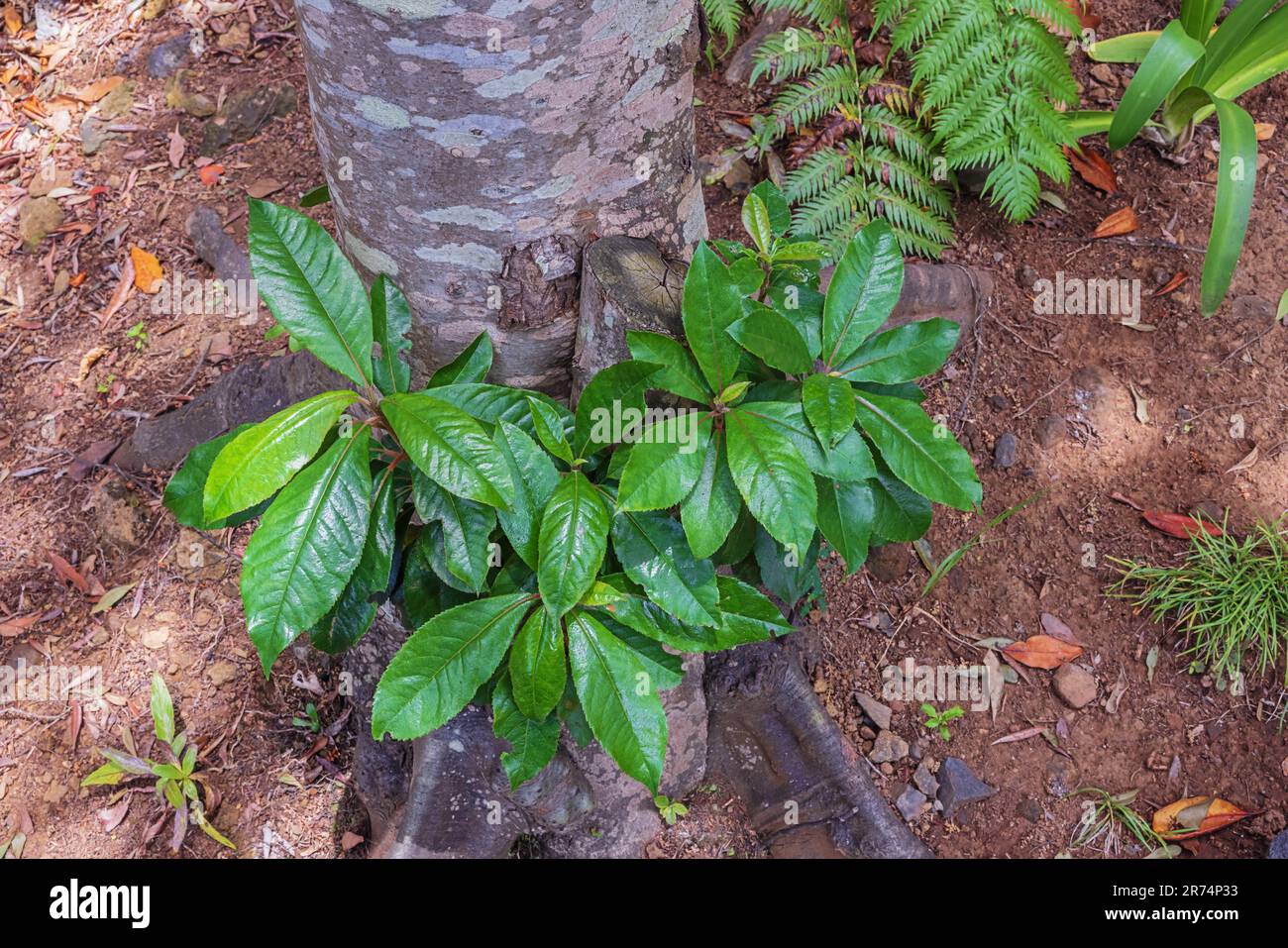 Bay laurel roots hi-res stock photography and images - Alamy