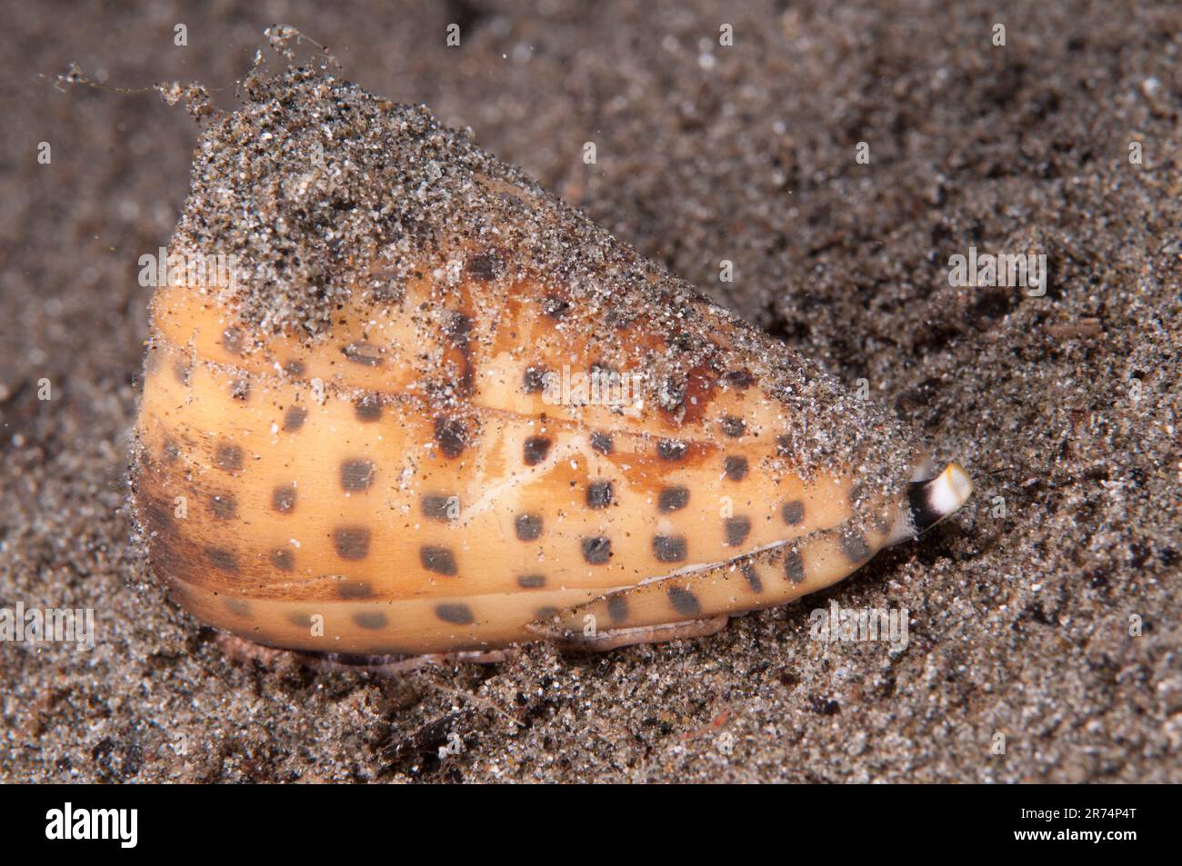 Lettered Cone Shell, Conus litteratus, on sand with siphon, night dive ...