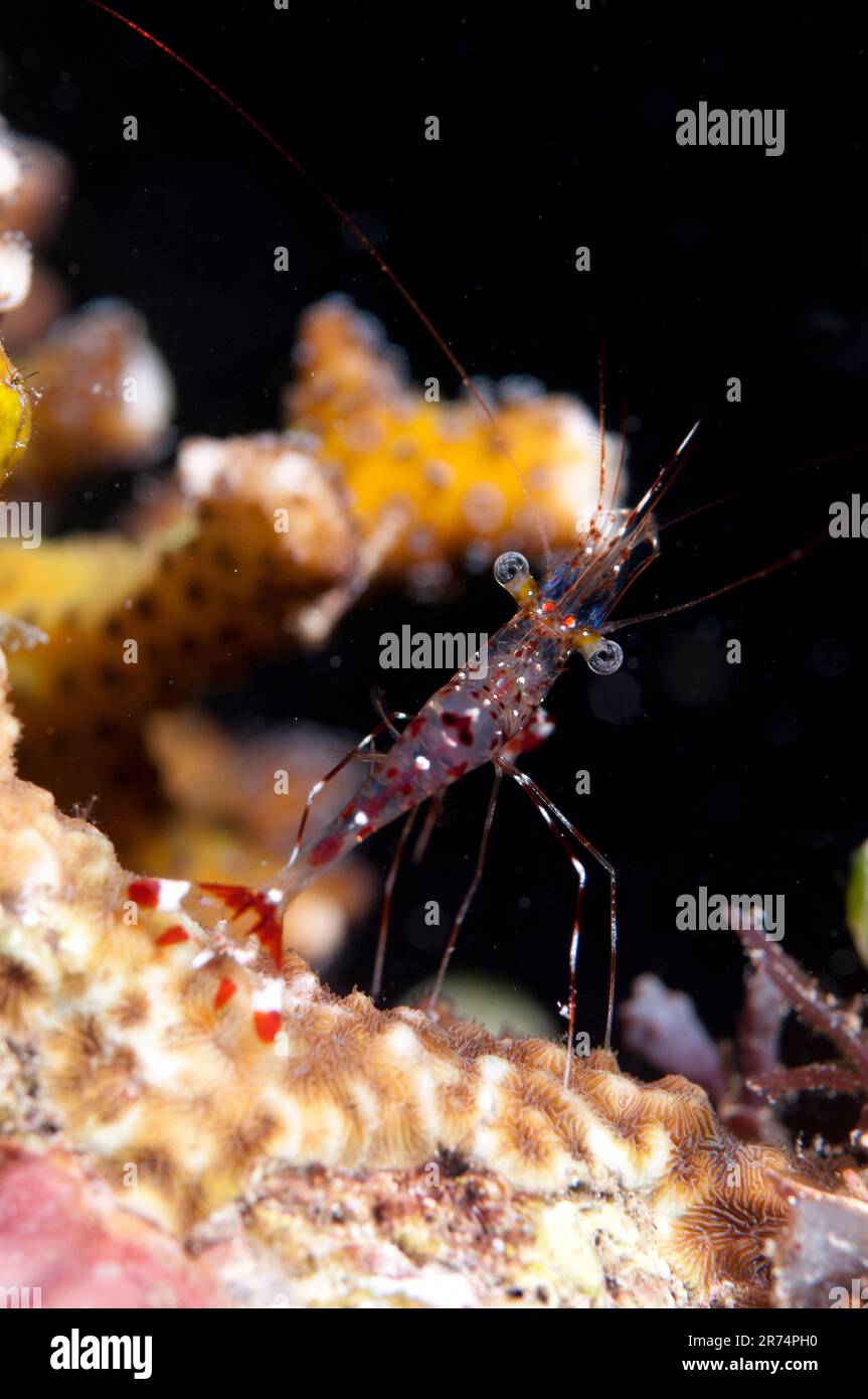 Clear Cleaner Shrimp, Urocaridella antonbrunii, night dive, near Perai ...