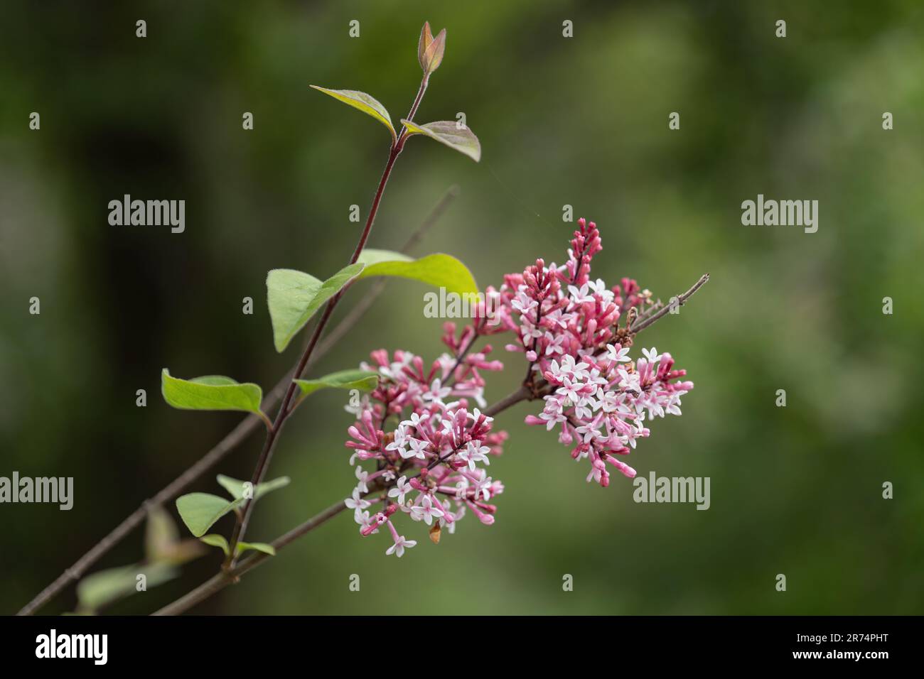 Syringa microphylla superba hi-res stock photography and images - Alamy