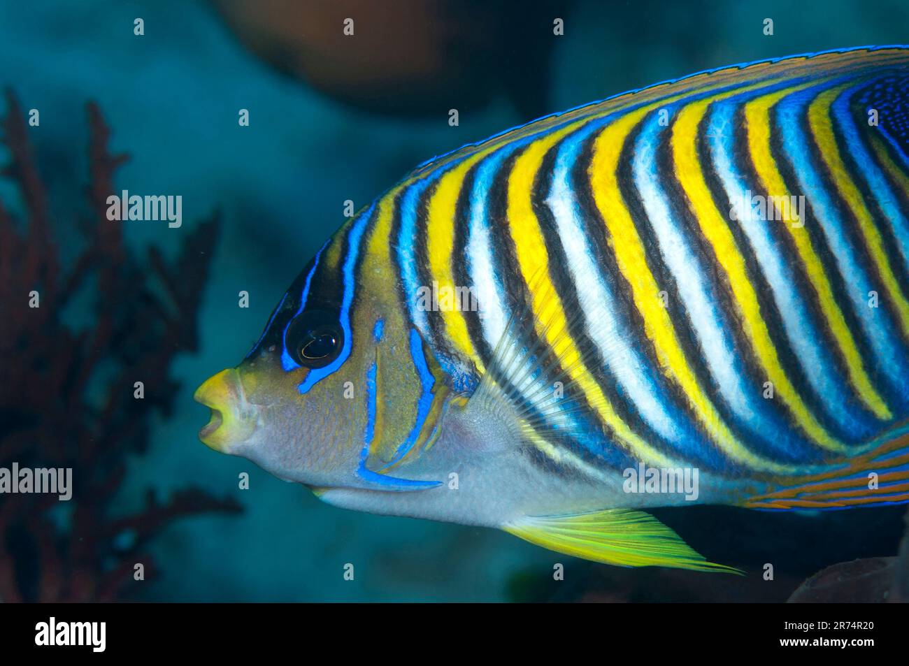 Regal Angelfish, Pygoplites diacanthus, Uhak Reef dive site, Uhak ...