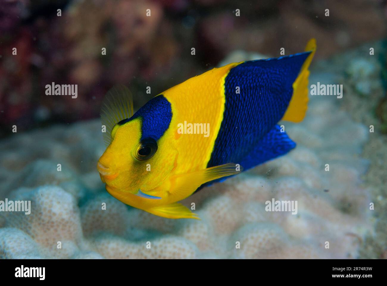 Bicolor Angelfish