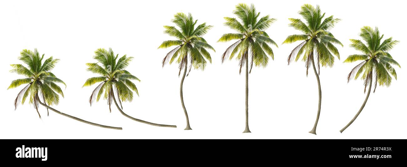 Coconut trees in different stems, Isolated on white background Stock ...