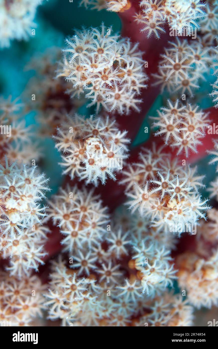 White polyps on Cherry Blossom Coral, Siphonogorgia godeffroyi ...