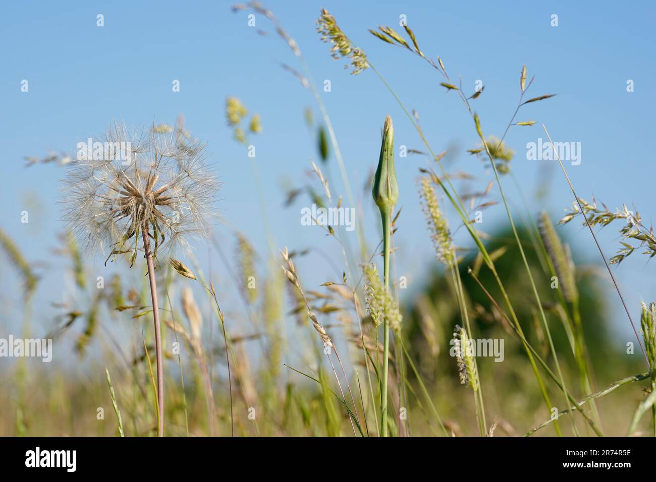 Long grass on Basingstoke common in Hampshire. People sought advice for ...