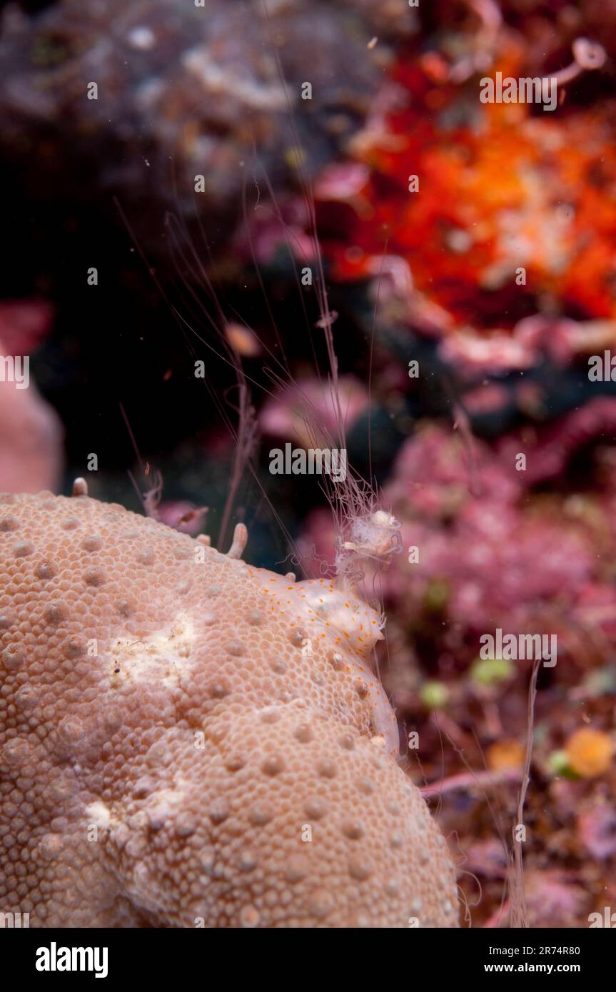 Ctenophore coeloplana sp hi-res stock photography and images - Alamy