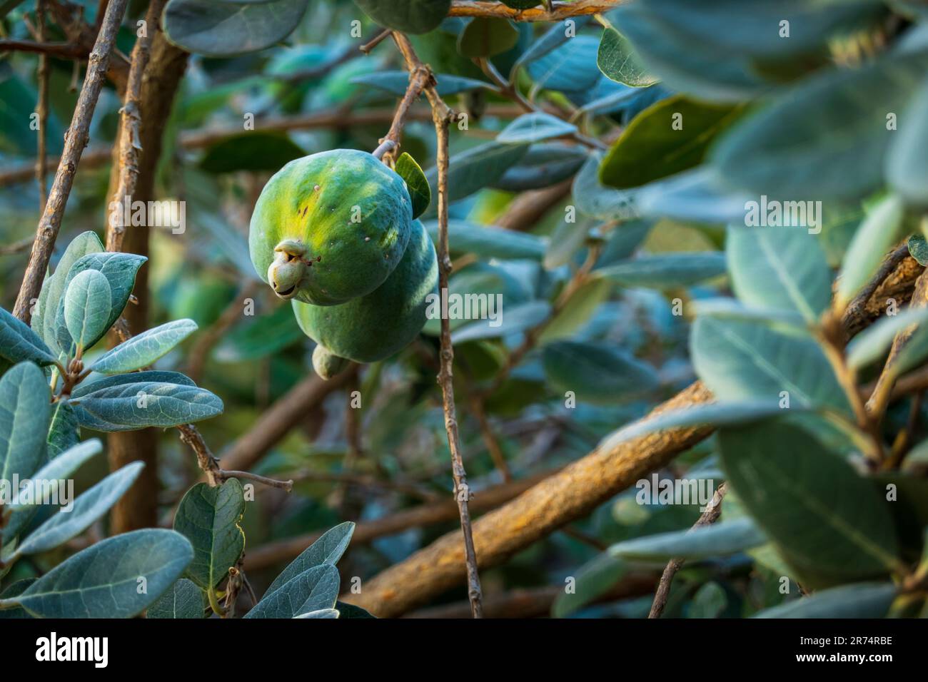 Feijoa foliage hi-res stock photography and images - Alamy