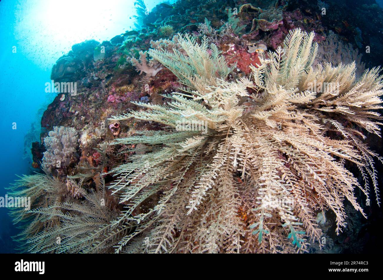 Reef scene, with Hydroids, Hydrozoa Class, and sun in background ...