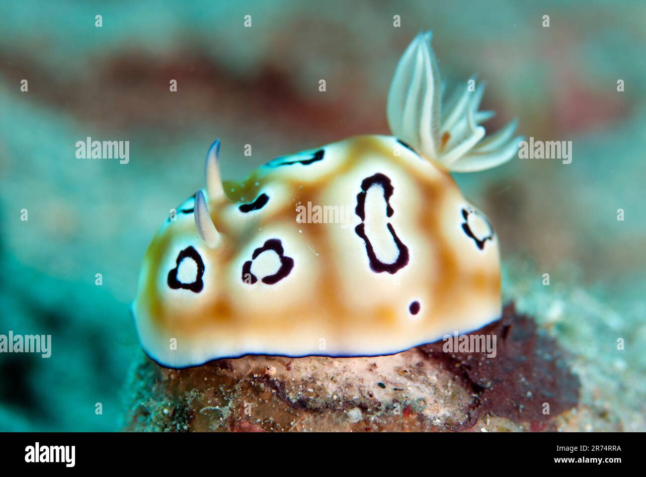Goniobranchus leopardusa hi-res stock photography and images - Alamy
