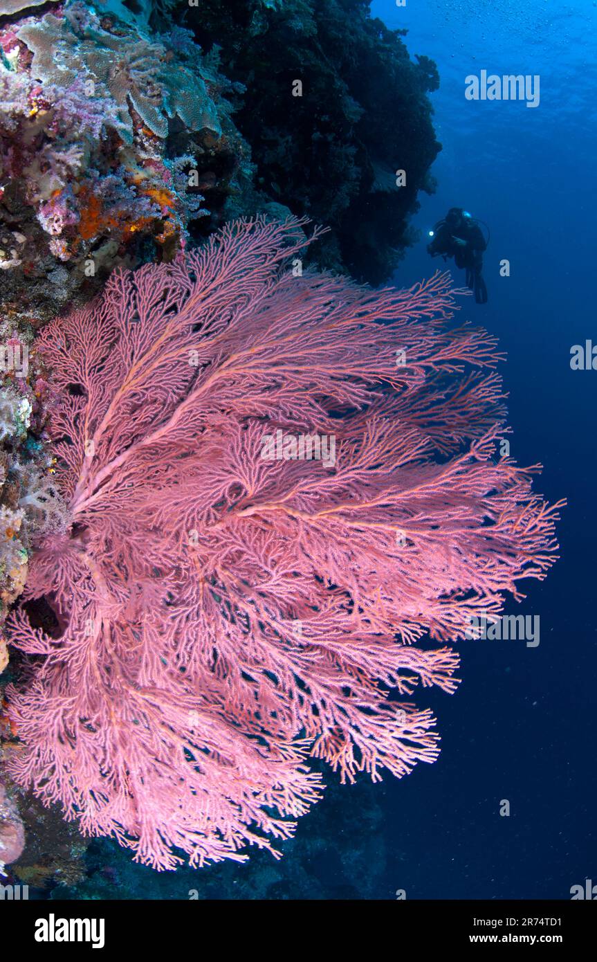 Gorgonian Sea Fan, Melithaea sp, with small diver with light, Abbot's ...