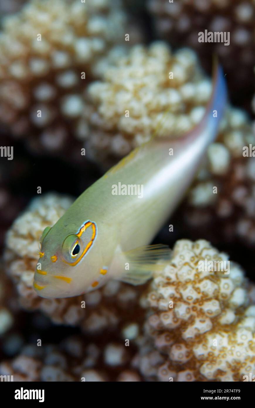 Arc eye hawkfish hi-res stock photography and images - Alamy