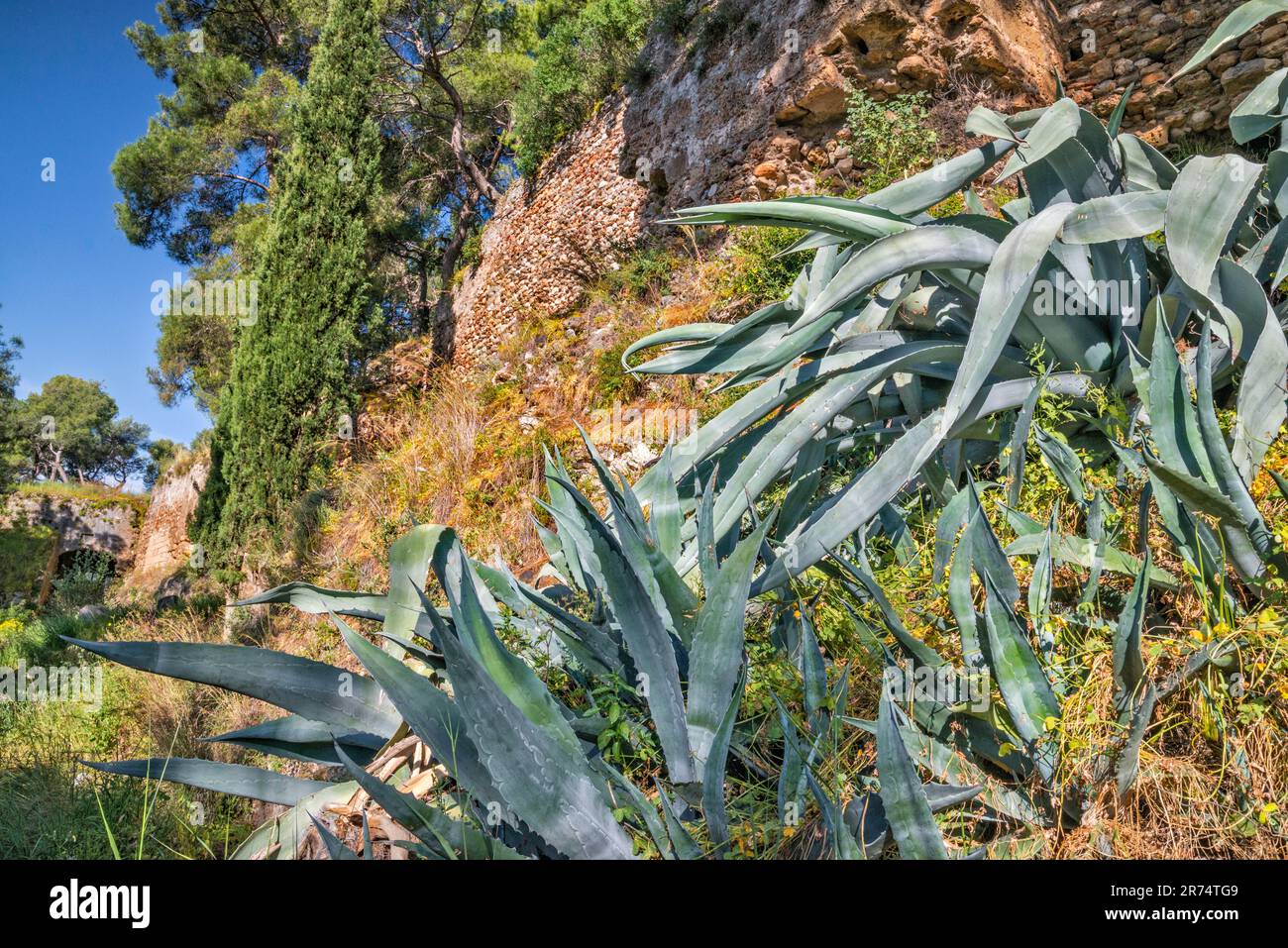 Agave growing at defensive wall of Kalamata Castle hill, city of ...
