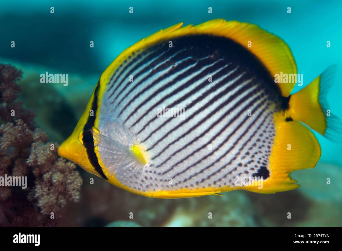 Black-backed Butterflyfish, Chaetodon melannotus, Ameth Point dive site ...