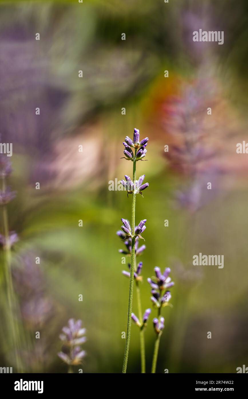 Lavandula (common name lavender) is a genus of 47 known species of ...