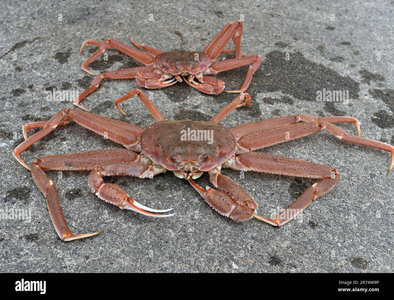 Chionoecetes bairdi (bairdi crab / tanner crab) are caught in Samani ...