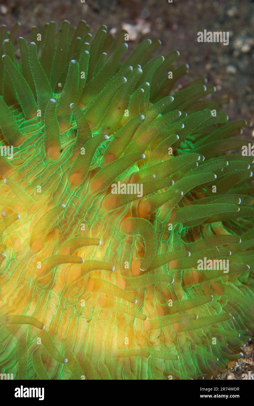 Disc Coral, Cycloseris sp, with polyp tentacles on sand, Aer Perang ...