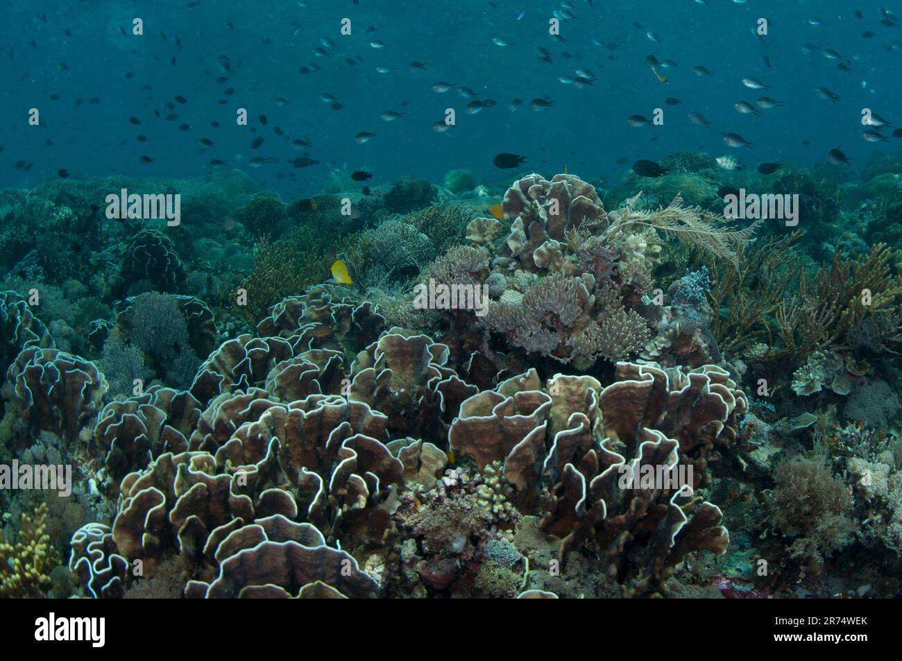 Blade Fire Coral, Millepora platyphylla, with fish, Batu Pantar, Eco ...