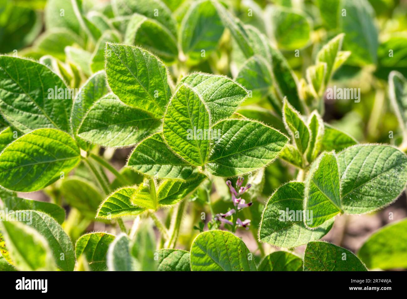 Fresh green soy plants on the field in spring. Rows of young soybean ...