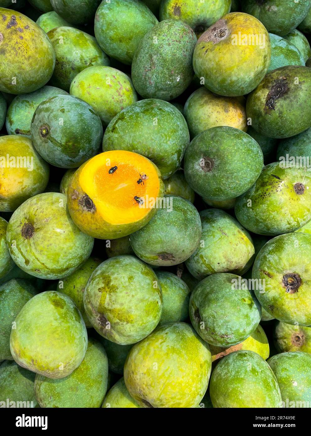 Street vendor selling ripe mangoes.this photo was taken from Chittagong ...