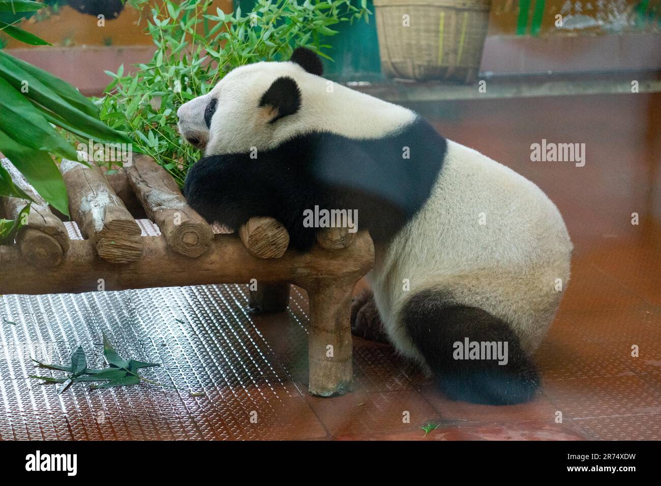 Giant pandas Xing Yi and Ya Yi draw visitors at Guangzhou Zoo in ...