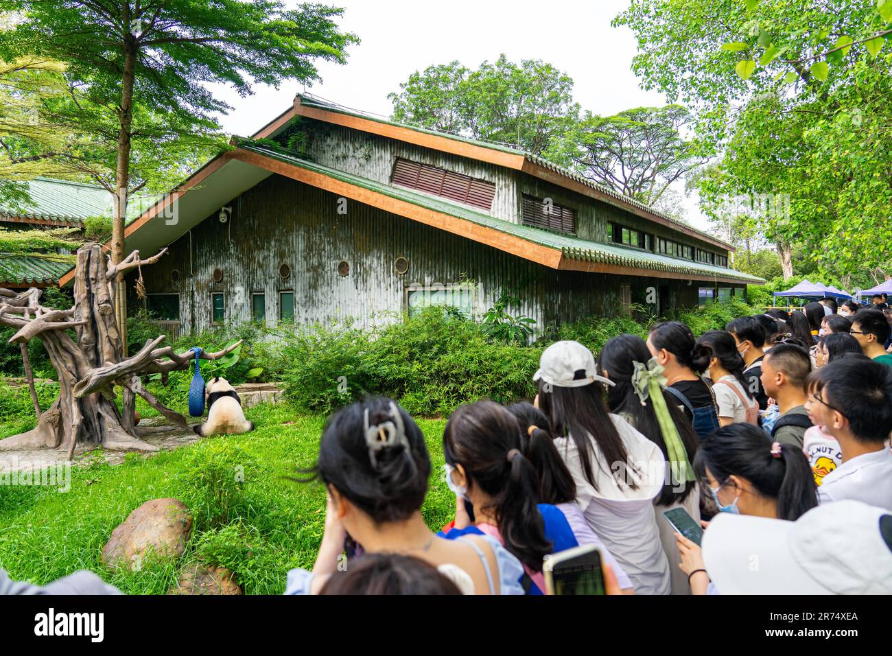 Giant pandas Xing Yi and Ya Yi draw visitors at Guangzhou Zoo in ...