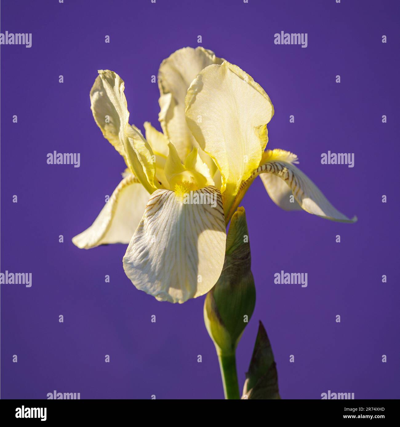 Closeup beautiful purple iris hi-res stock photography and images - Alamy