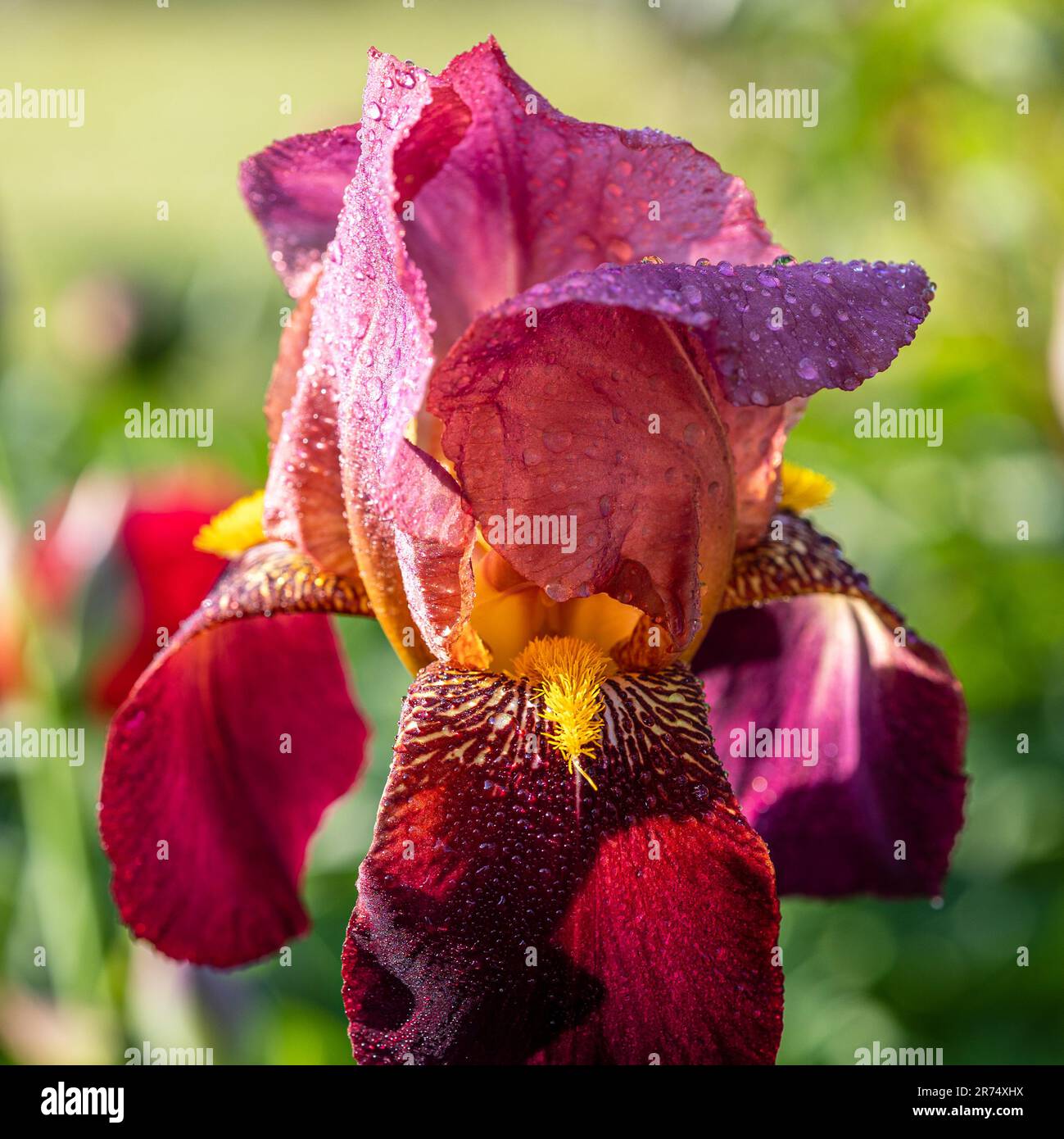 Beautiful blooming iris hi-res stock photography and images - Alamy
