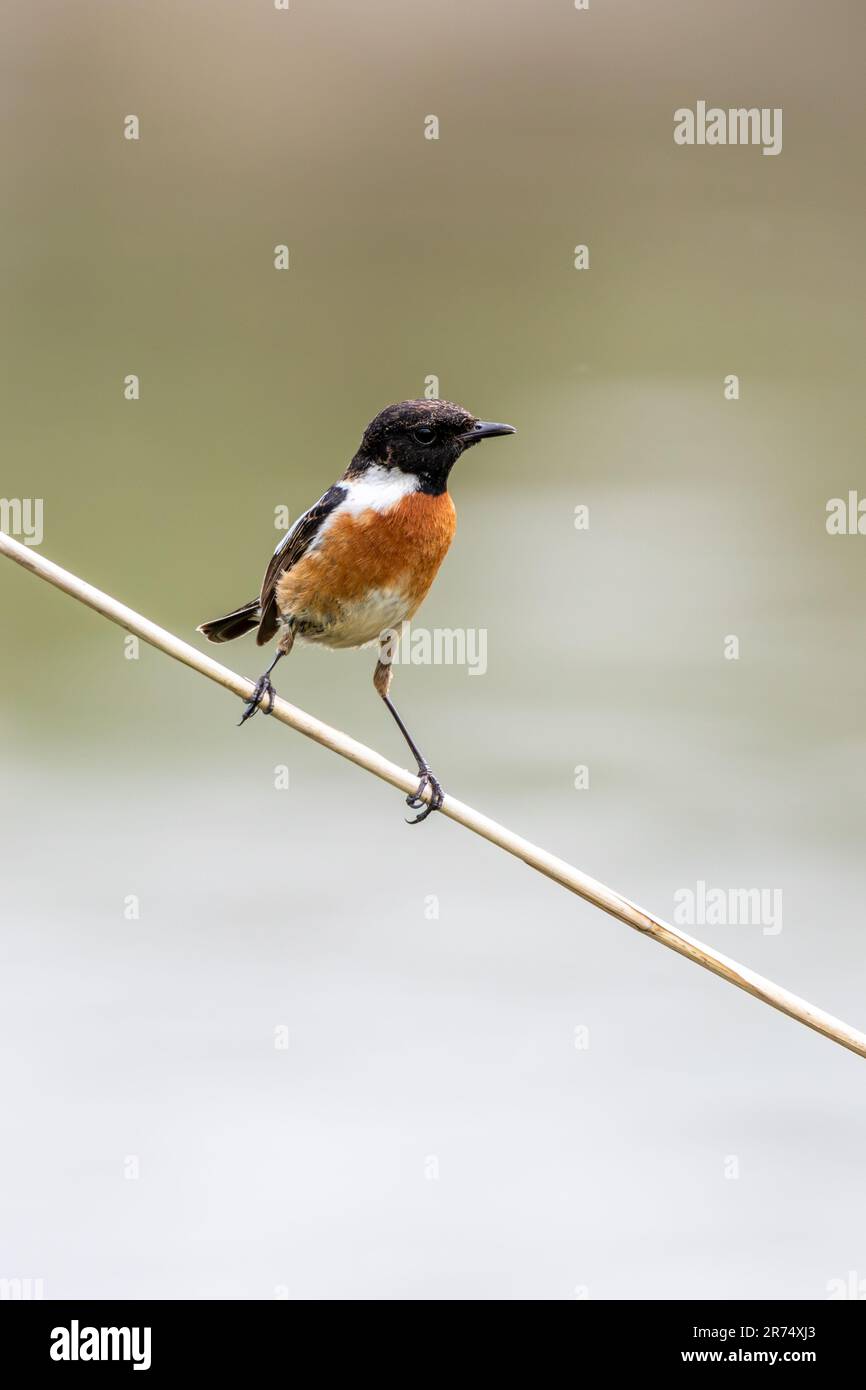 Male european stonechat hi-res stock photography and images - Alamy