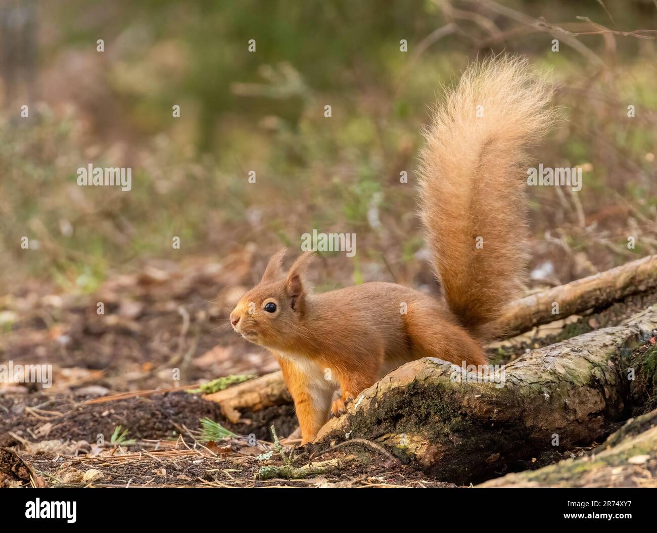 Tail raised hi-res stock photography and images - Alamy