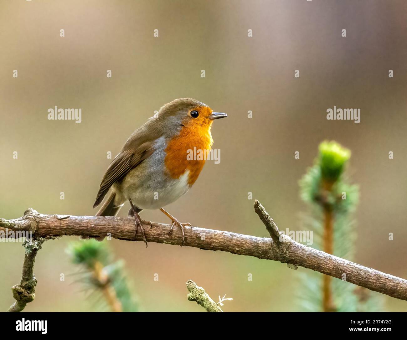 Robin on branch wings open hi-res stock photography and images - Alamy