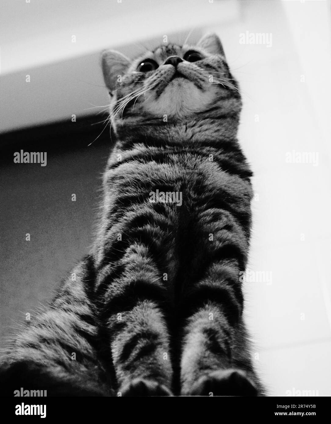 A grayscale low angle of an adorable tabby cat Stock Photo - Alamy