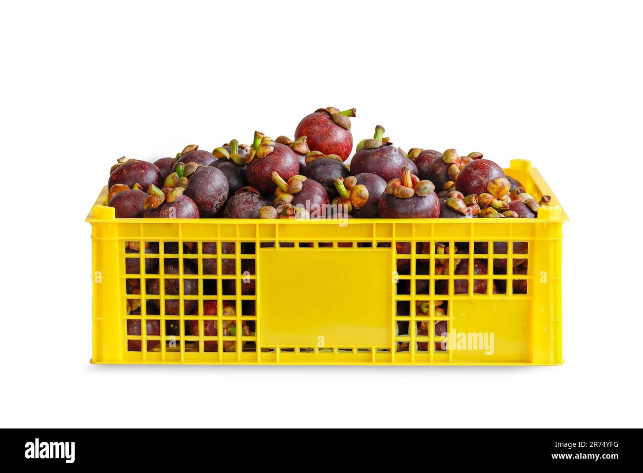 Mangosteens in a yellow box basket ready for export agriculter product ...