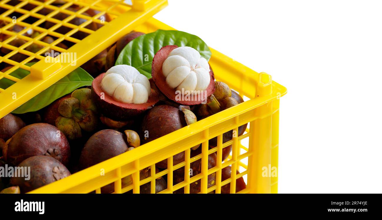 Mangosteens in a yellow box basket ready for export agriculter product ...