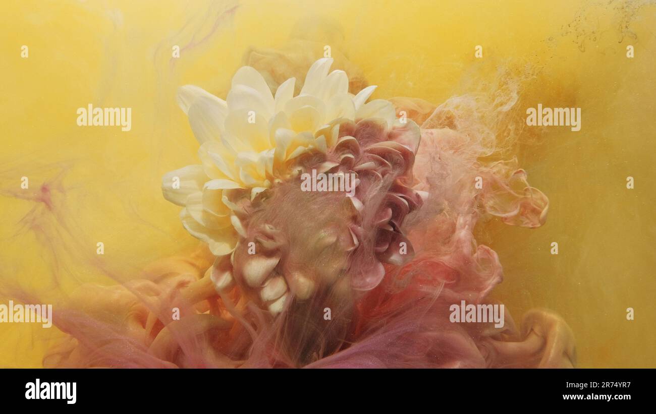 Smoke explosion mist flower hi-res stock photography and images - Alamy