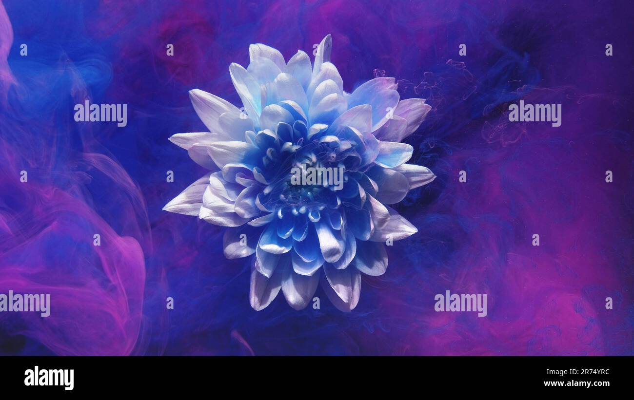 Flower smoke underwater petals blue white daisy Stock Photo - Alamy