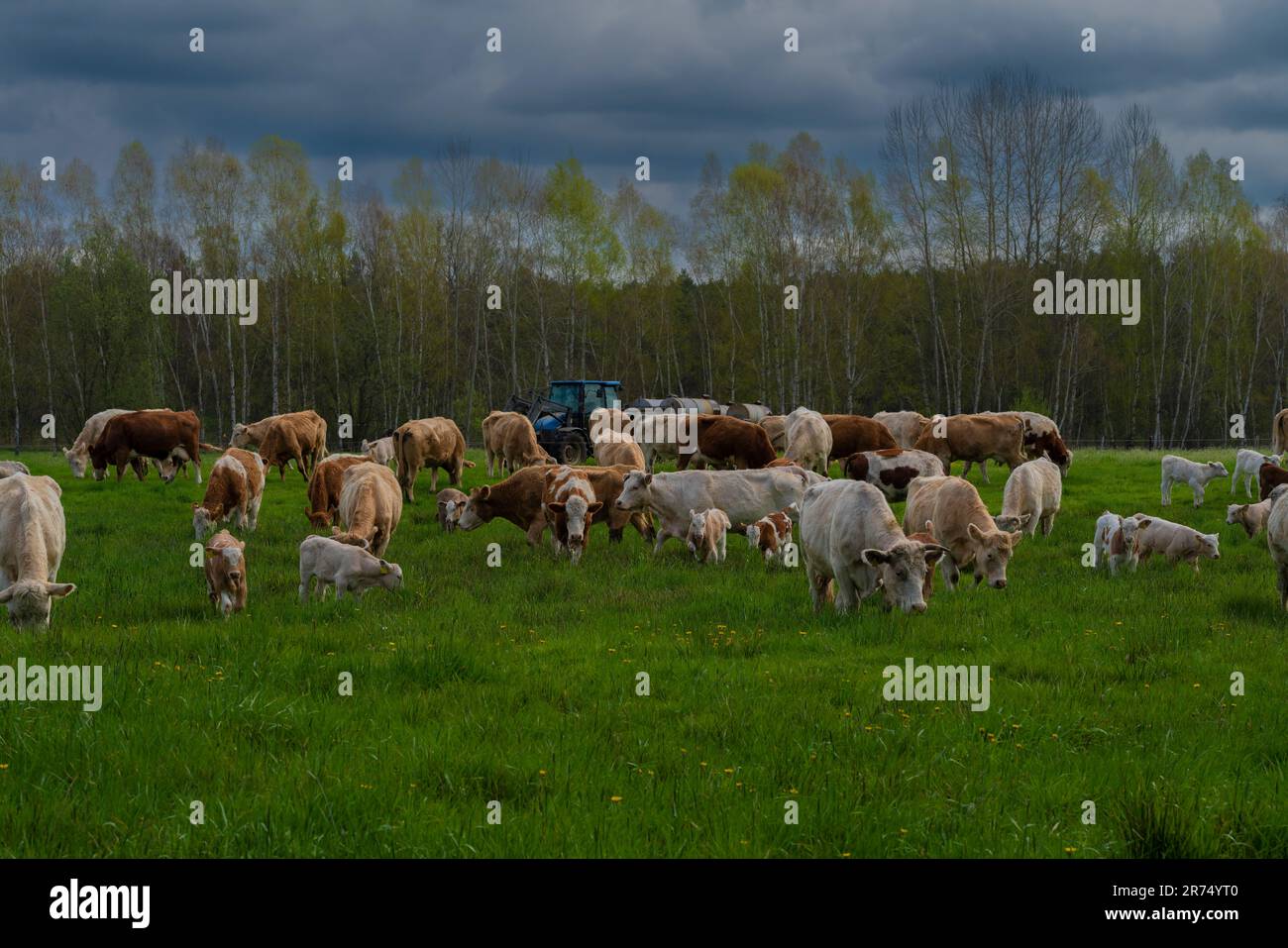 Many cows with young animals in spring in a meadow with tall grass ...