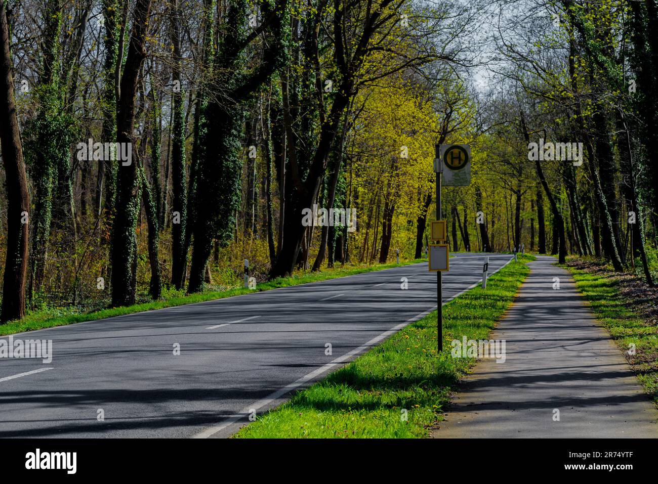 Country road in spring, Bus stop sign for a stop in the forest between ...