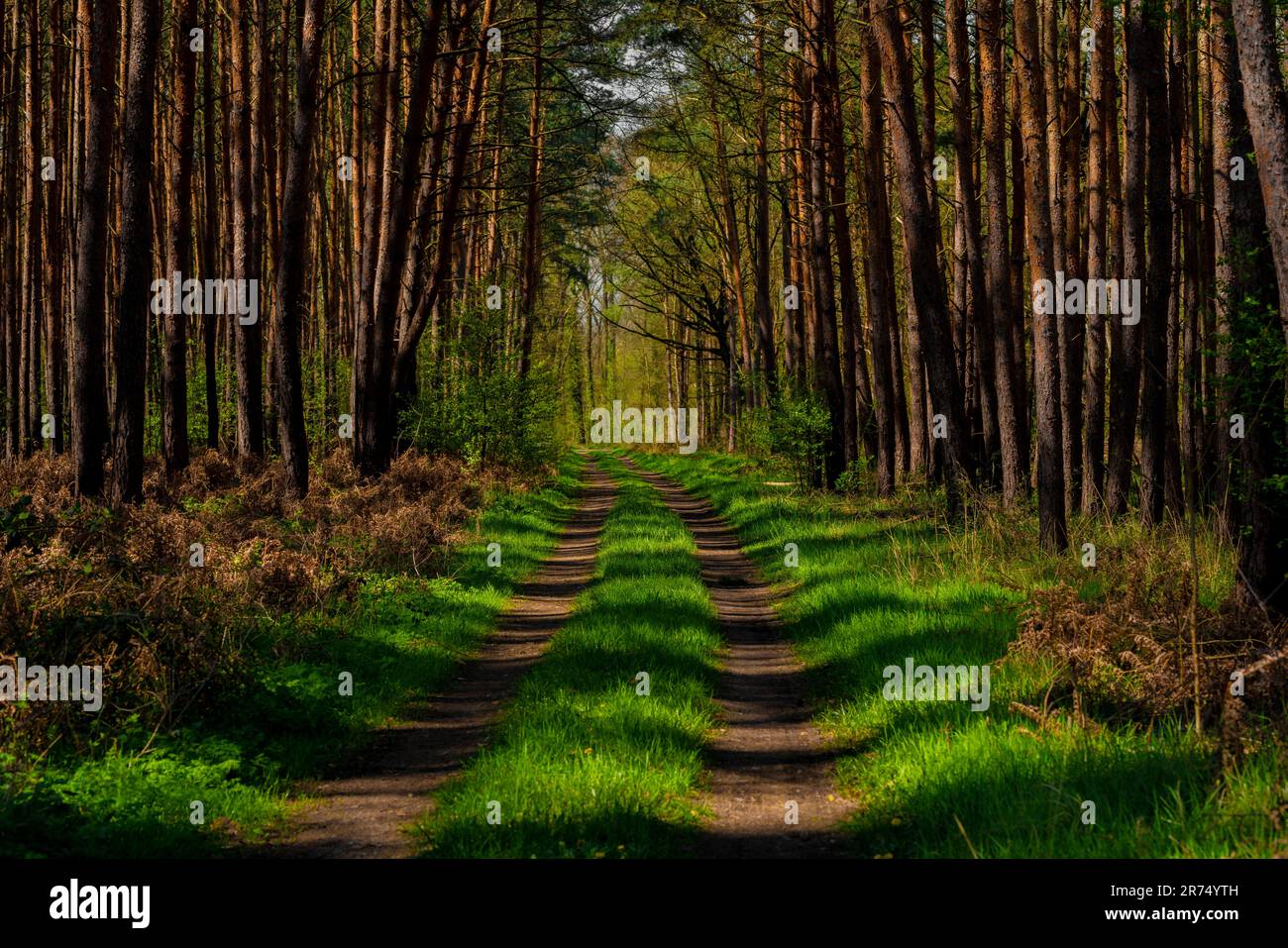 Forest road in spring with light and shadow Stock Photo - Alamy