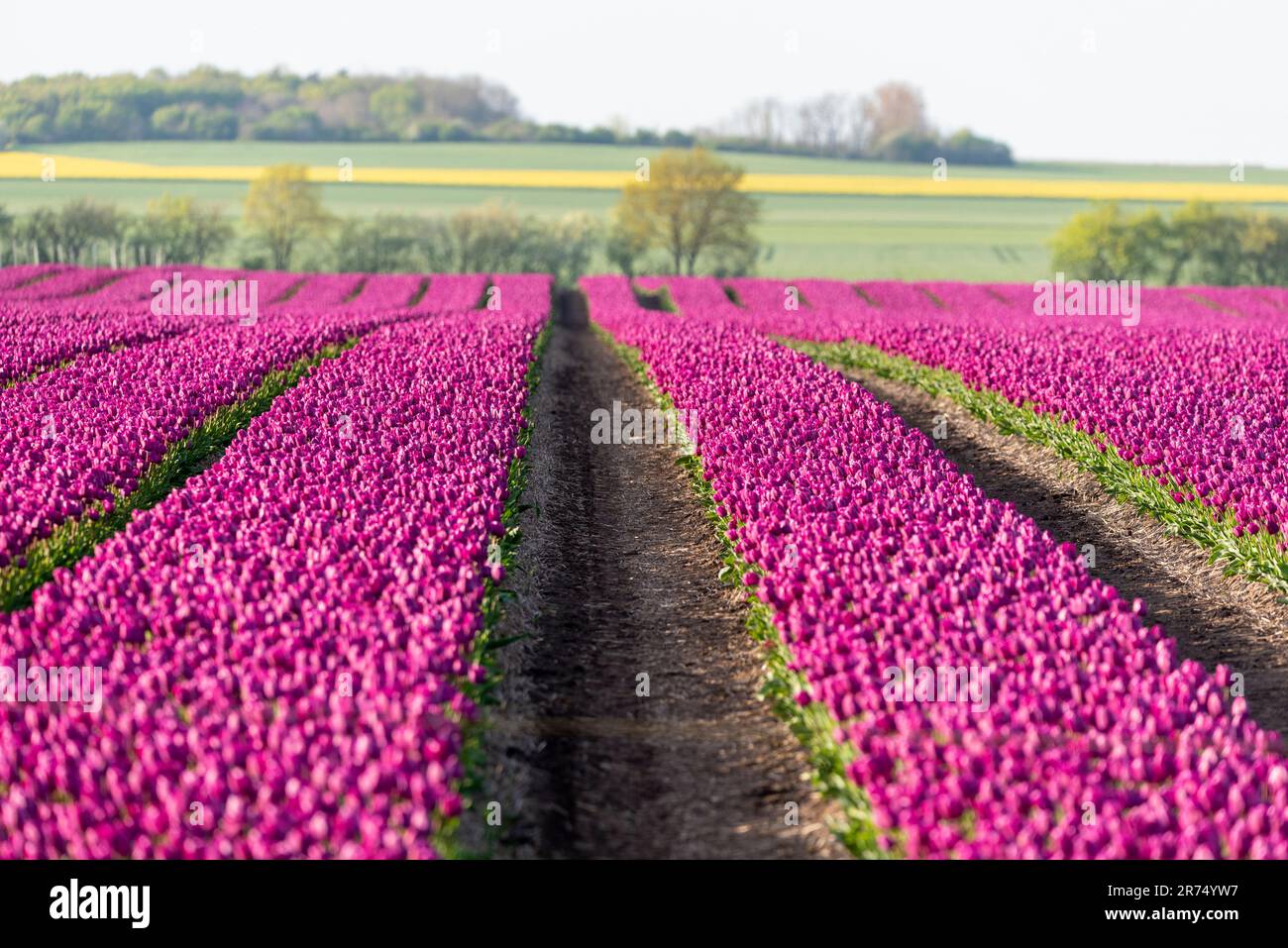 Rows of cut tulips hi-res stock photography and images - Alamy