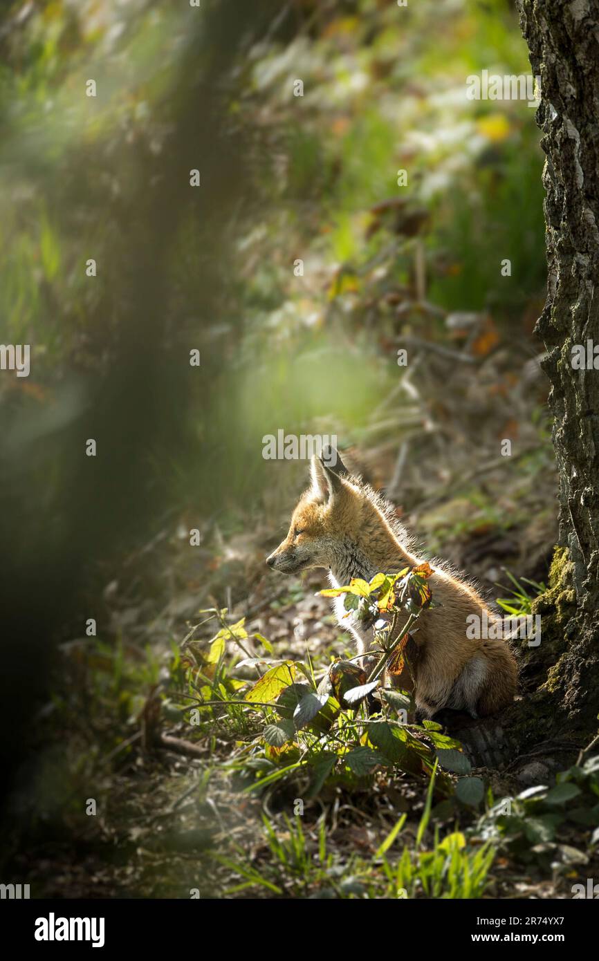 Fox cub in sunlight Stock Photo - Alamy