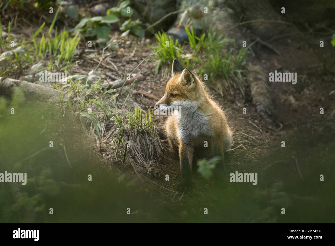 Fox cub on building Stock Photo - Alamy
