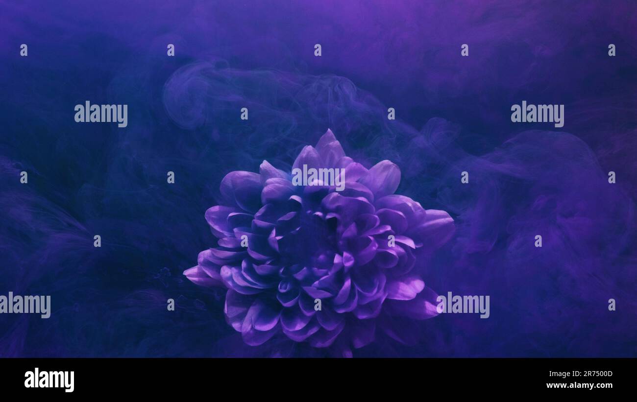 Smoke explosion mist flower hi-res stock photography and images - Alamy