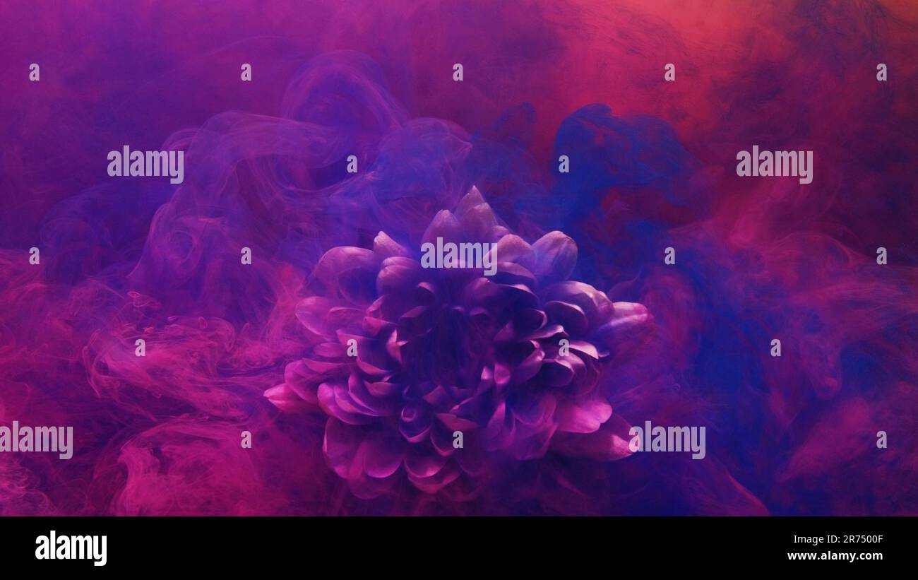 Ink water splash flower color pink vapor petals Stock Photo - Alamy