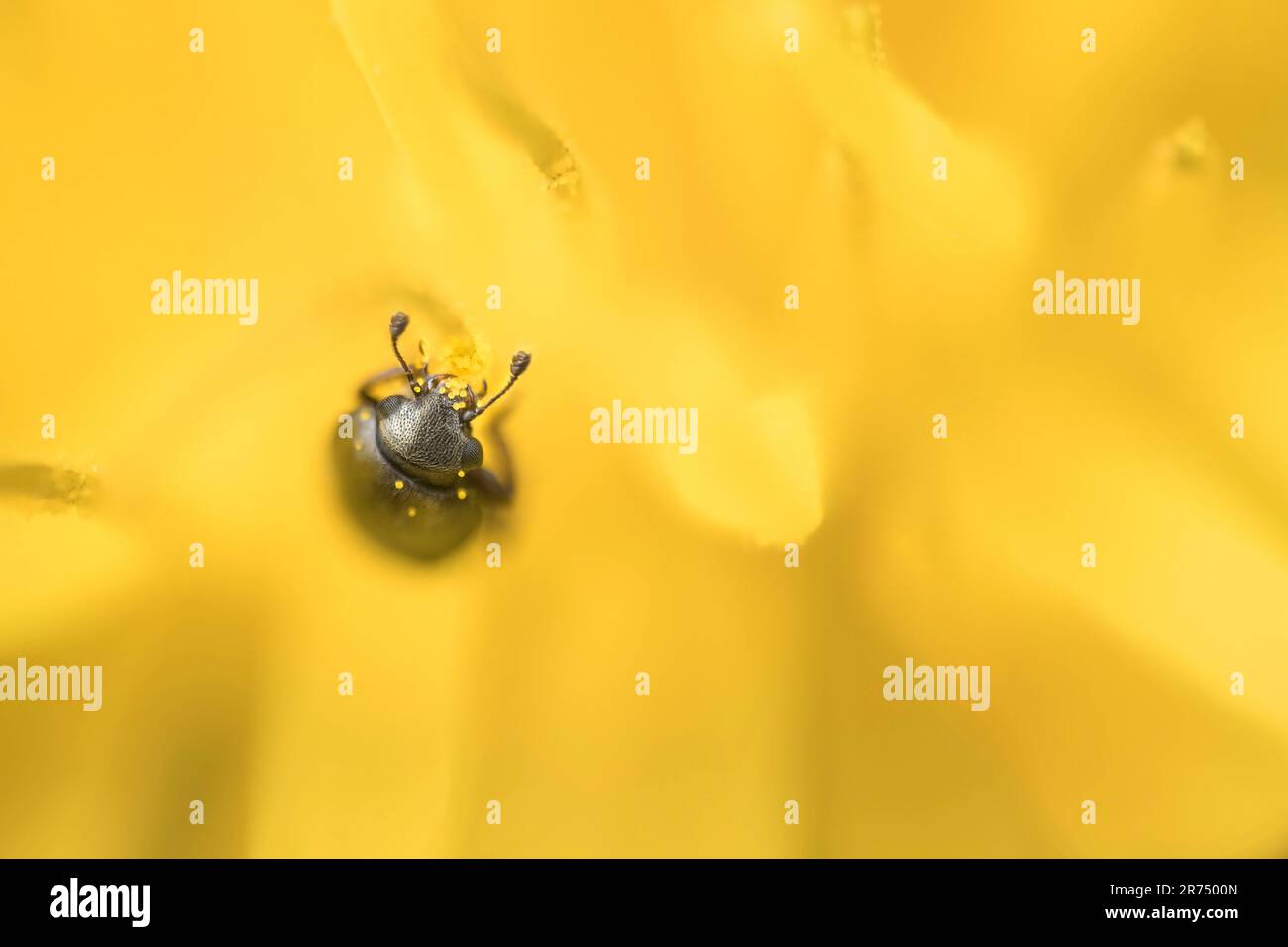 Pollen beetle spring hi-res stock photography and images - Alamy