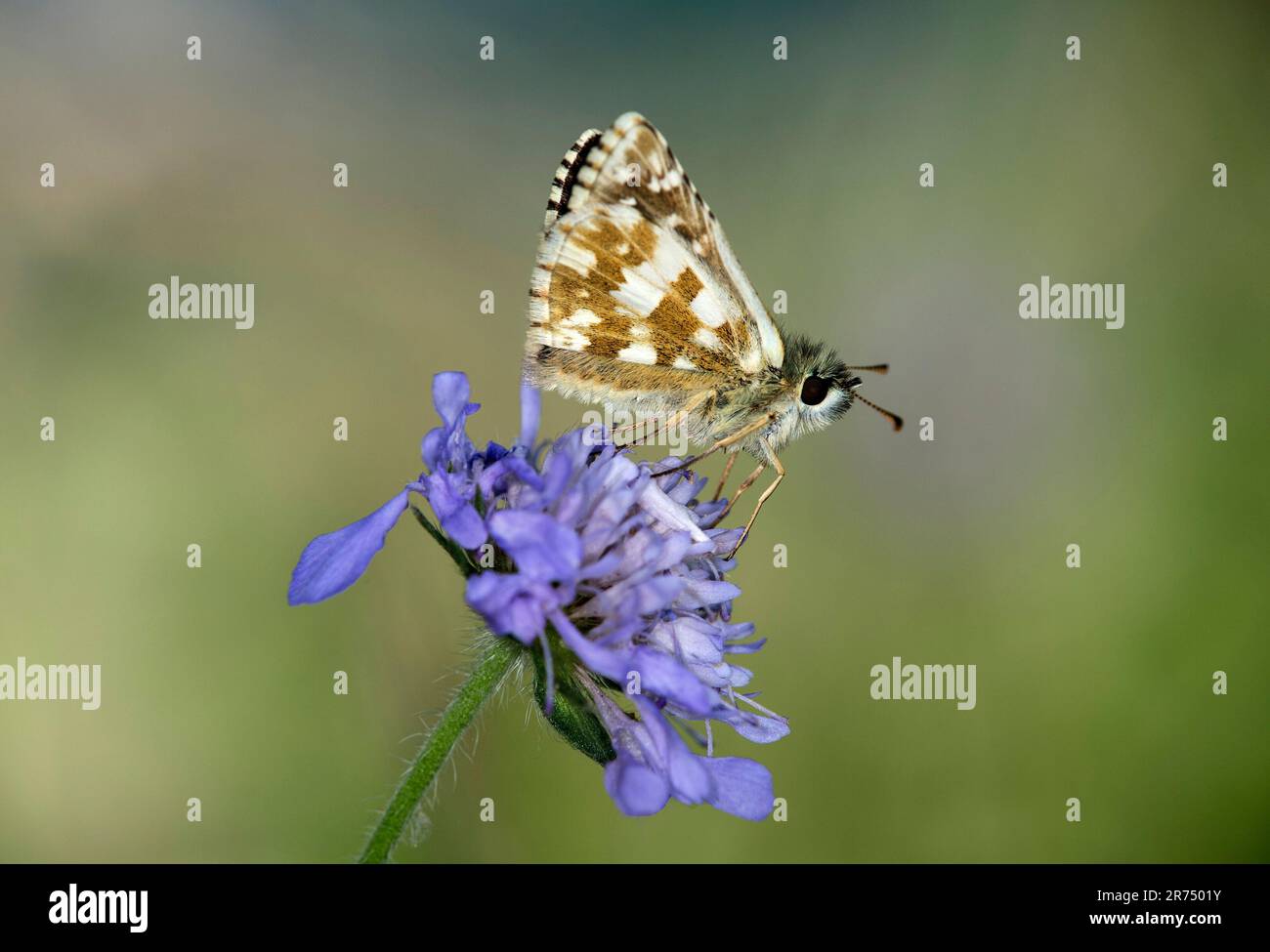 common branded skipper, butterfly (Hesperia comma), Ovronnaz, Valais ...